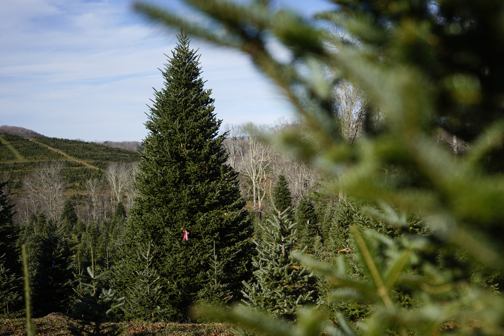 The White House’s Christmas tree is a symbol of resilience for ...